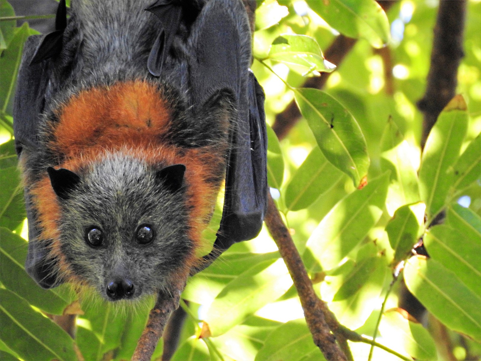 Bat Meaning And Bat Animal Symbolism On Whats Your Sign