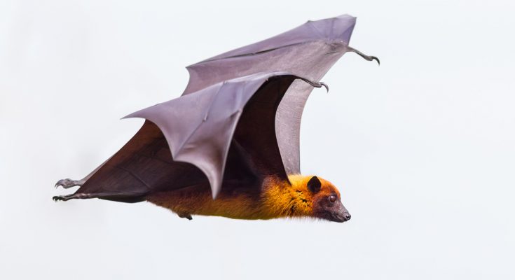 Bat Meaning and Bat Animal Symbolism on Whats-Your-Sign