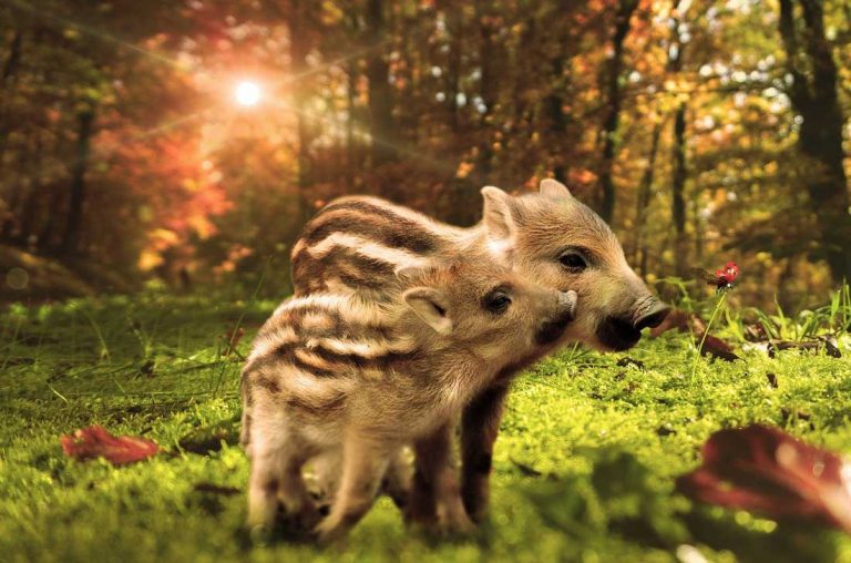 Wild Boar Meaning and Symbolism on Whats-Your-Sign.com