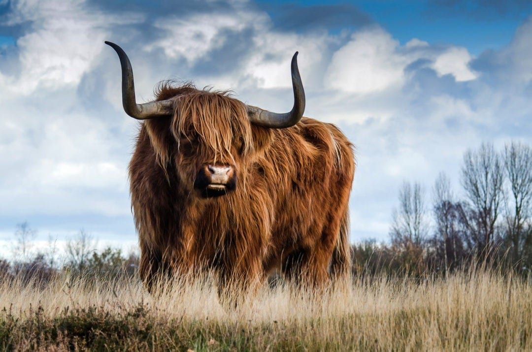 Meaningful Bull Symbols on Whats-Your-Sign.com