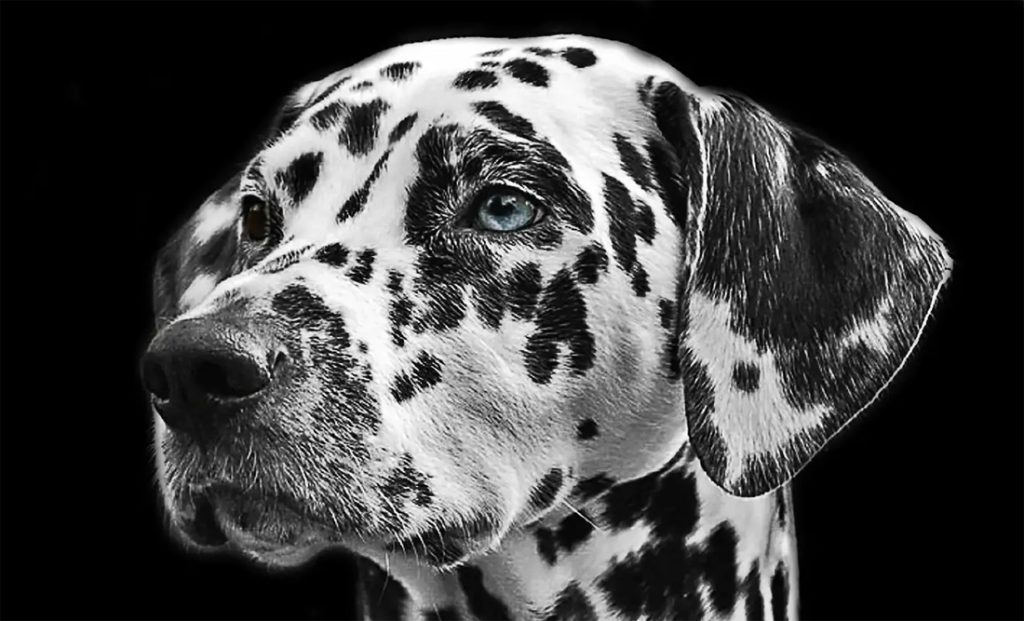 Dog Spirits And Humanity's Best Friends On Whats-Your-Sign.com