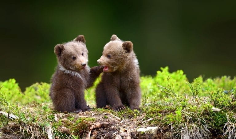 Land Animal Totems: A List of Mammal Meanings on Whats-Your-Sign.com