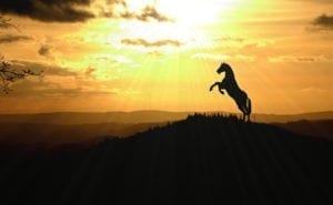 Solar Animal Symbolism. List of Sun Animals For You on Whats-Your-Sign