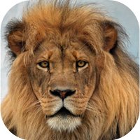 Symbols of Strength and Meaning of Strength on Whats-Your-Sign.com