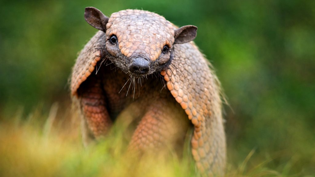 What-it-Means-When-the-Armadillo-Shows-Up-In-Your-Life - Whats-Your ...