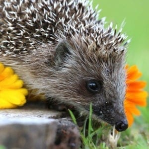 Animal Symbolism Hedgehog Meaning on Whats-Your-Sign.com