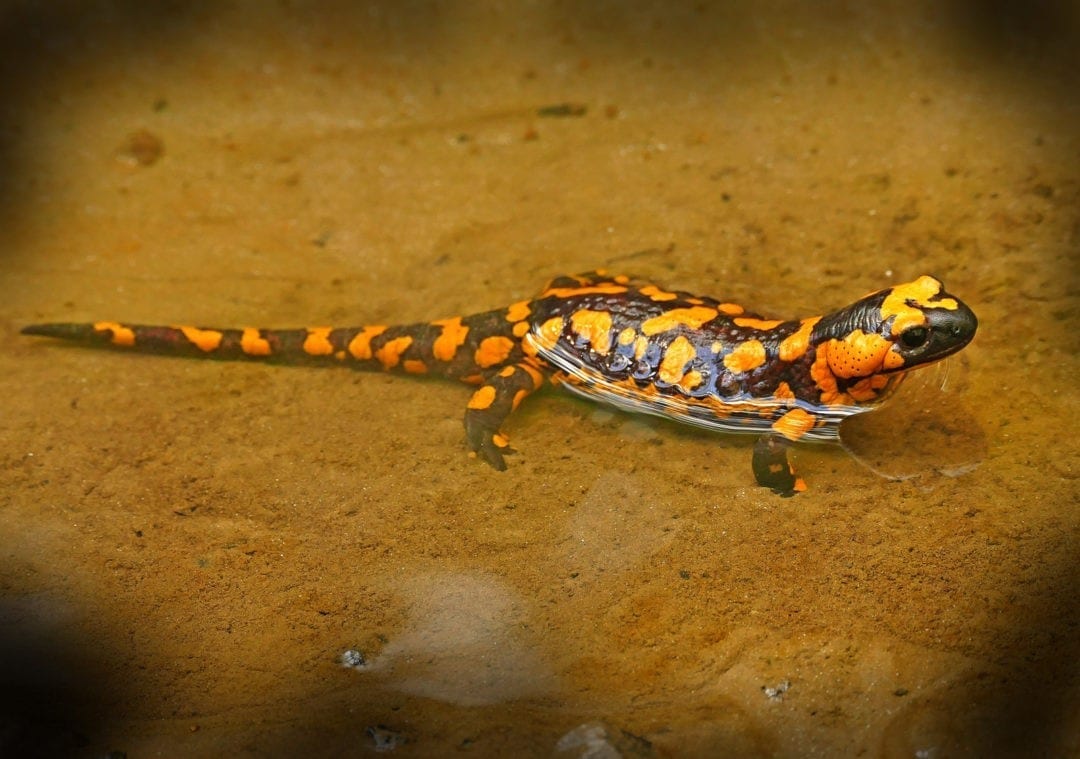 Animal Symbolism: Salamander Meaning on Whats-Your-Sign.com