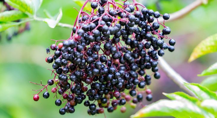 Celtic Meaning Elder Tree Ogham Tree Meaning on Whats-Your-Sign