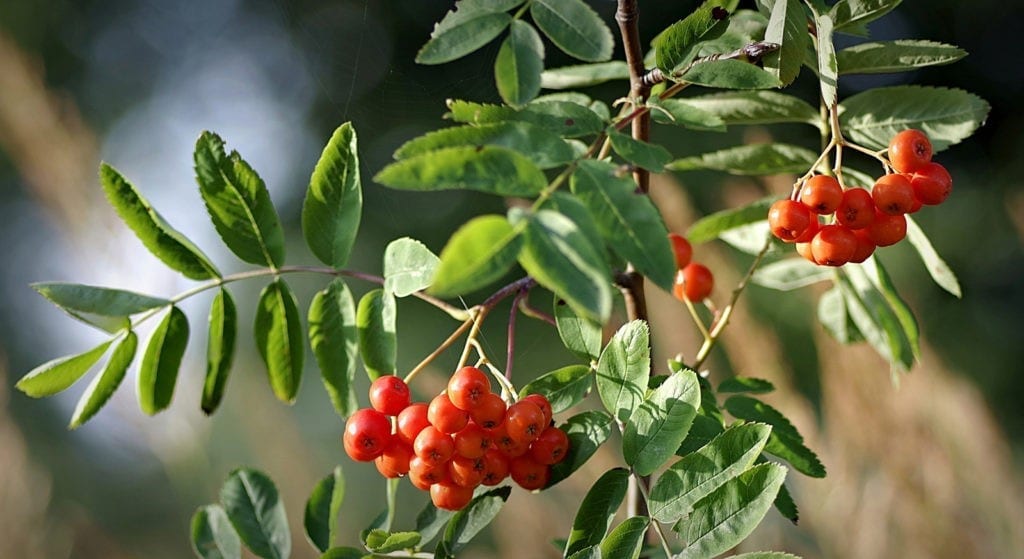 Celtic Meaning Rowan Tree Meaning In The Ogham On Whats Your Sign celtic-meaning-rowan-tree-meaning-in-the-ogham-on-whats-your-sign