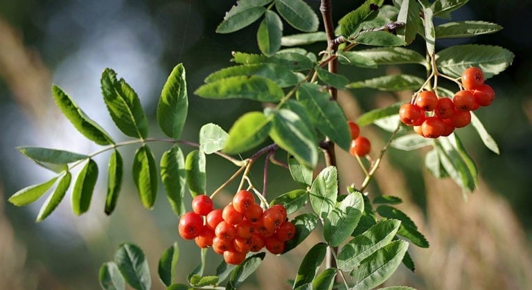 Celtic Meaning Rowan Tree Meaning In The Ogham On Whats Your Sign celtic-meaning-rowan-tree-meaning-in-the-ogham-on-whats-your-sign