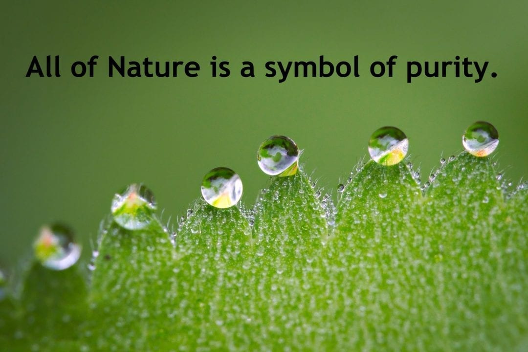 Celtic Symbol for Purity in Culture and Ogham on Whats-Your-Sign