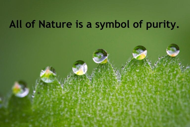 Celtic Symbol for Purity in Culture and Ogham on Whats-Your-Sign