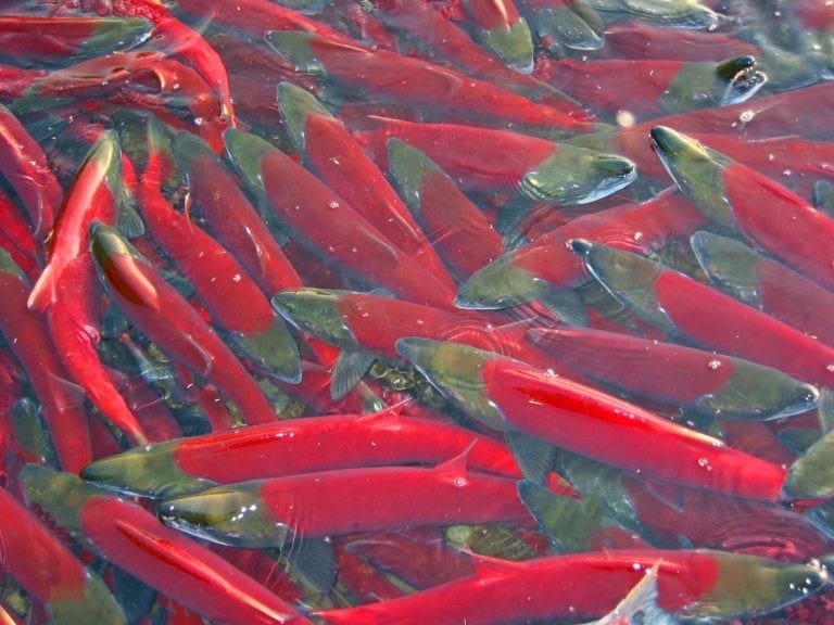 Celtic Zodiac Sign Salmon Fish Meaning on Whats-Your-Sign