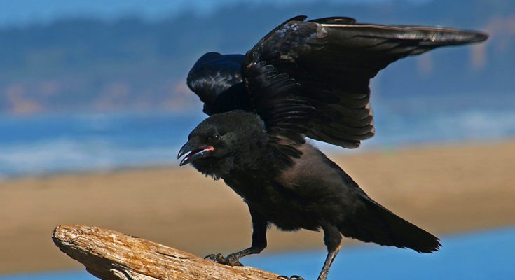 Crow Symbolism and Deeper Meaning of the Crow on Whats-Your-Sign