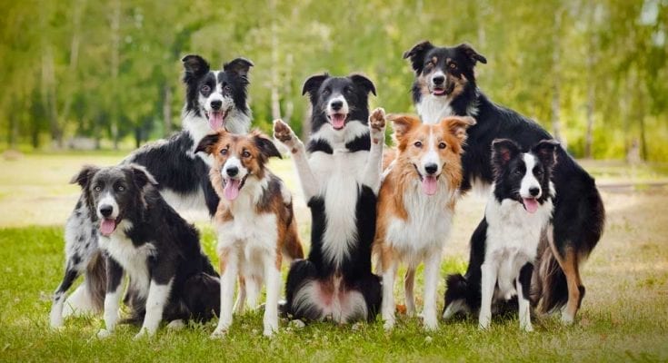 Dog Meaning and Dog Symbolism on Whats-Your-Sign