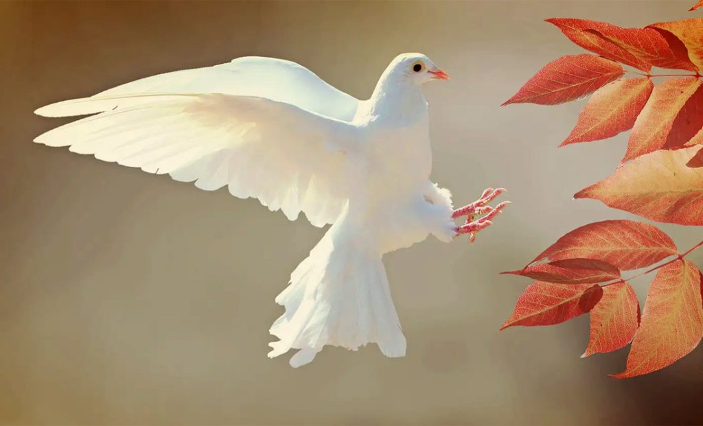 Dove Symbolism and Dove Meanings on Whats-Your-Sign