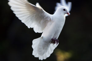 Dove Symbolism and Dove Meanings on Whats-Your-Sign
