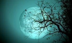 Druid Signs Meanings Part One: How Druid Astrology Signs Work