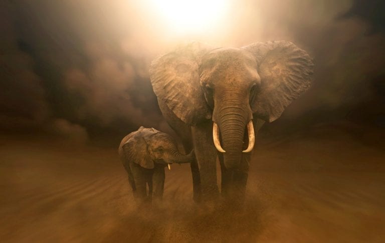 Elephant Meaning and Elephant Symbolism on Whats-Your-Sign
