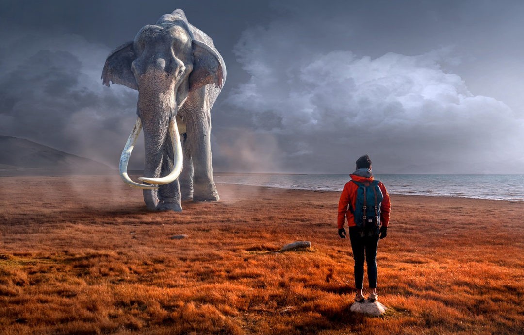 Animals In Dreams - Meanings on Whats-Your-Sign.com