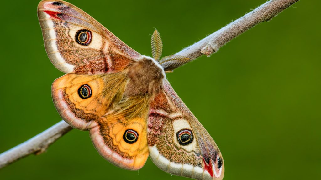 Moth Symbolism & Moth Meaning on Whats-Your-Sign.com