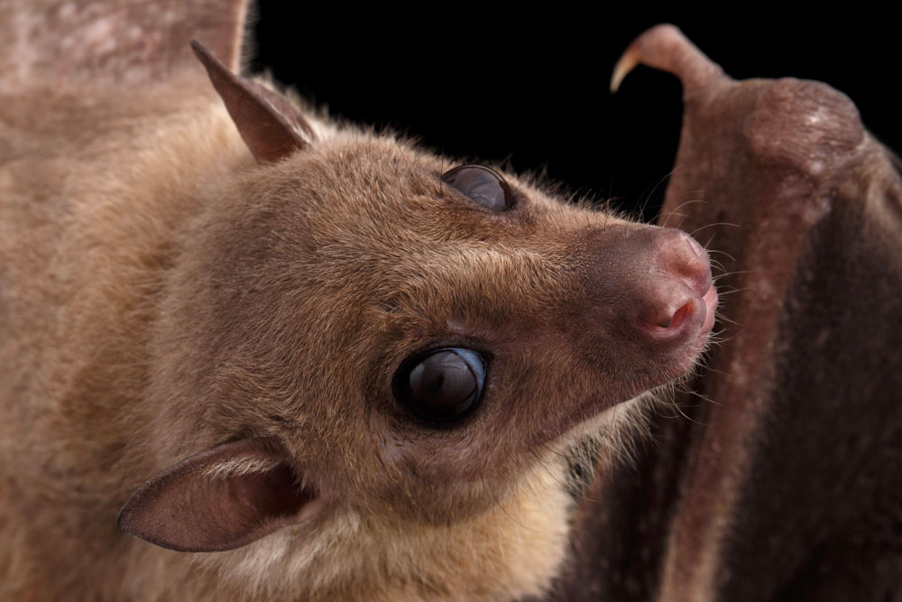 Bat Meaning And Bat Animal Symbolism On Whats Your Sign Bat Meaning And Bat Animal Symbolism On Whats Your Sign