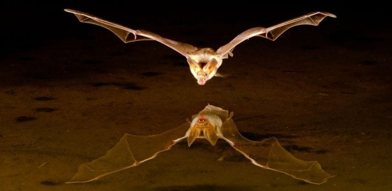 Jupiter Symbol Meanings and Jupiter Symbolism on Whats-Your-Sign