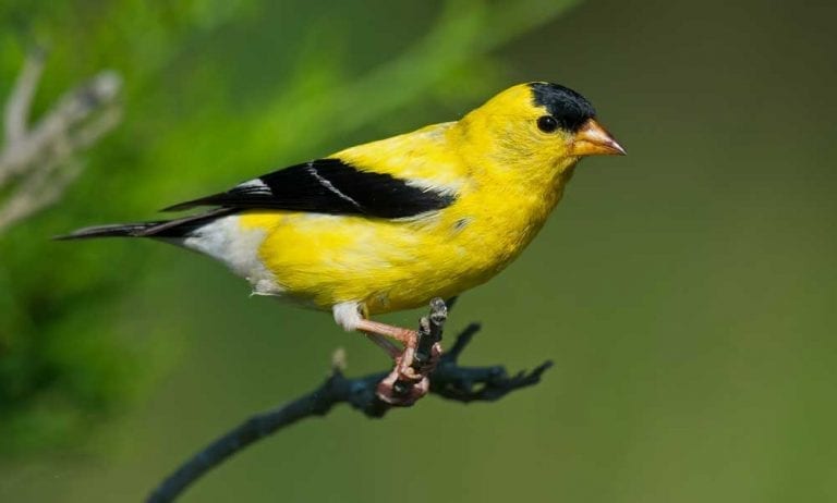 Symbolic Finch Meanings and Insights about Finches on Whats-Your-Sign