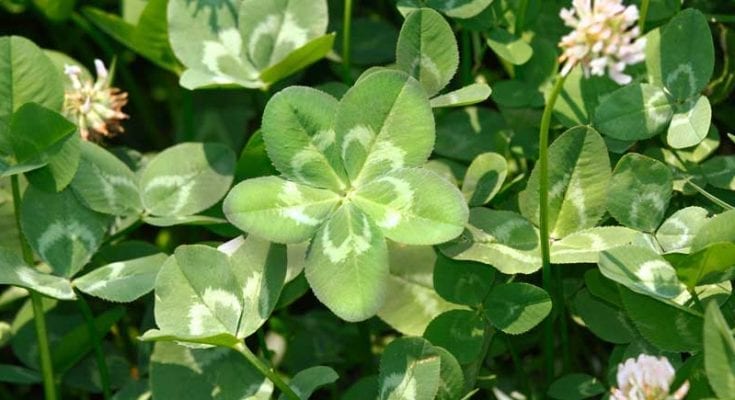 Five Leaf Clover Meaning On Whats Your Sign