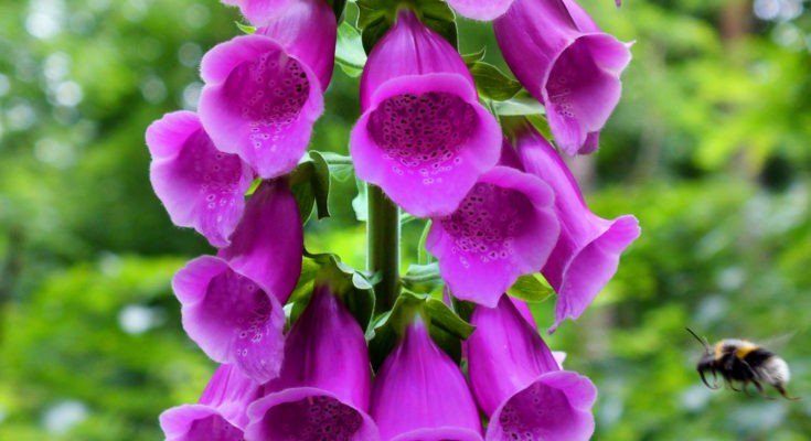 Flower Meanings: Foxglove Meaning on Whats-Your-Sign