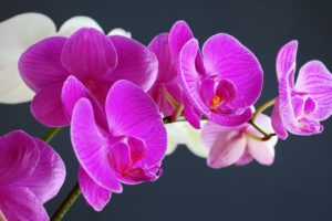 Flower Meanings: Orchid Symbolism on Whats-Your-Sign