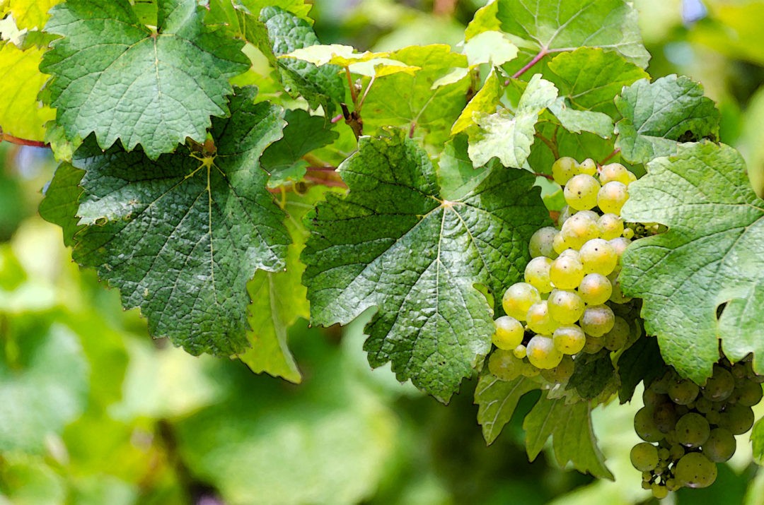 Symbolic Stag Tattoo Ideas and Stag Meaning on Whats-Your-Sign