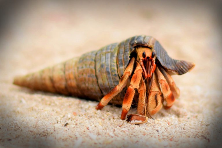 Hermit Crab Meaning and Symbolism on Whats-Your-Sign