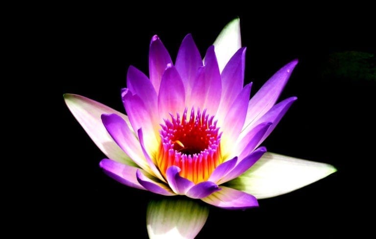 Lotus Flower Meanings and Lotus Symbolism on Whats-Your-Sign