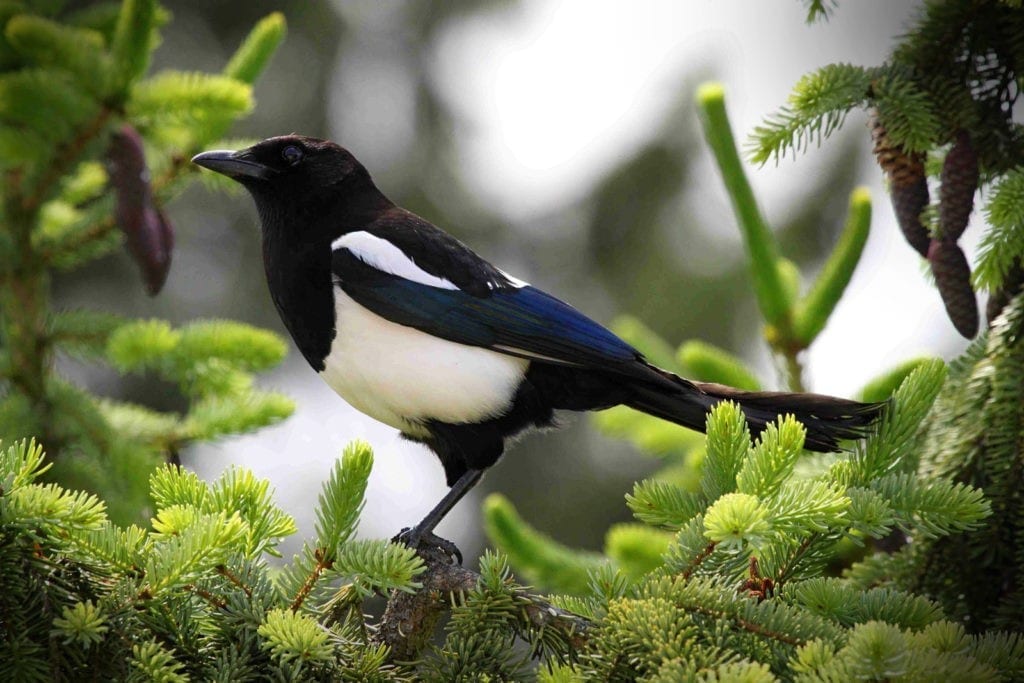 Symbolic Magpie Meaning on Whats-Your-Sign