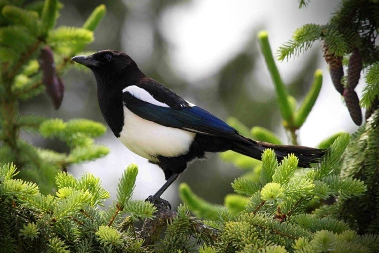 Symbolic Magpie Meaning on Whats-Your-Sign