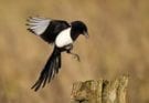 Symbolic Magpie Meaning on Whats-Your-Sign