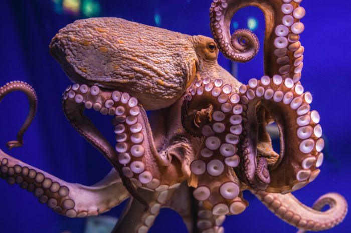 Octopus-Meaning-and-Symbolism-Interpretation - Whats-Your-Sign.com