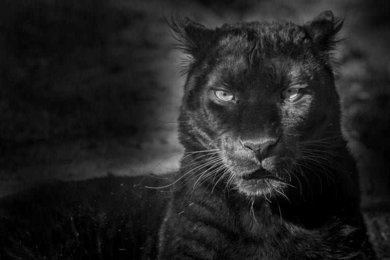 Symbolic Puma Meaning and Puma Totem on Whats-Your-Sign