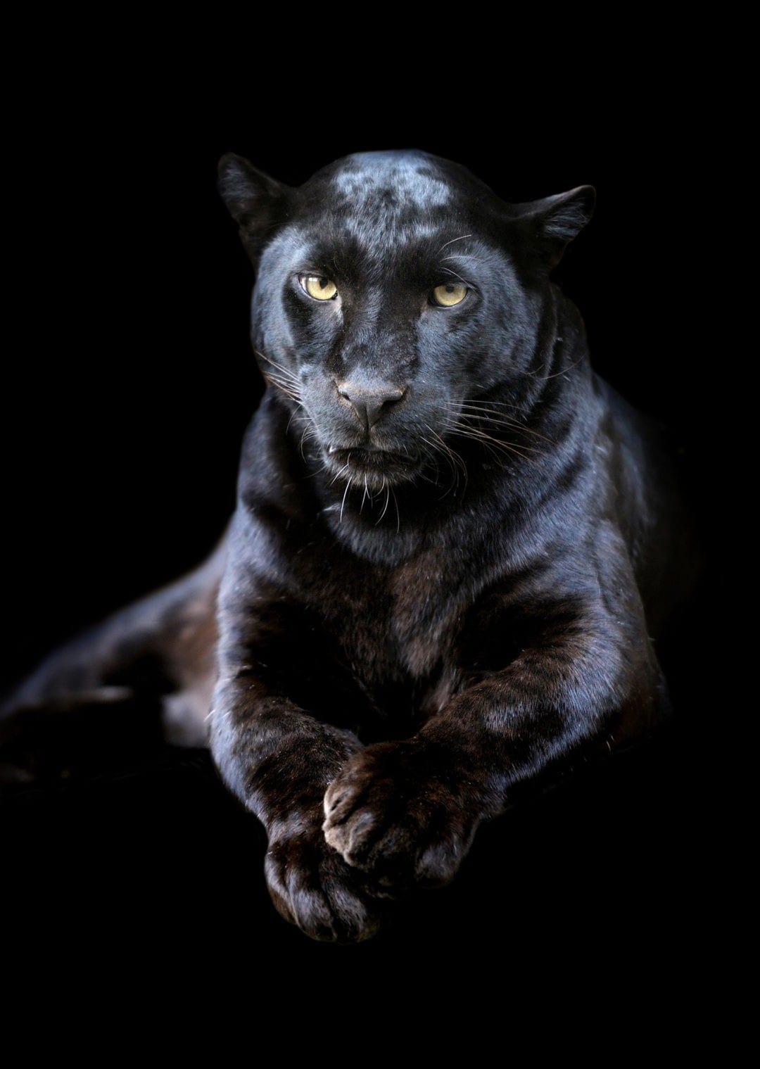 Panther Tattoo Ideas and Panther Meaning on Whats-Your-Sign