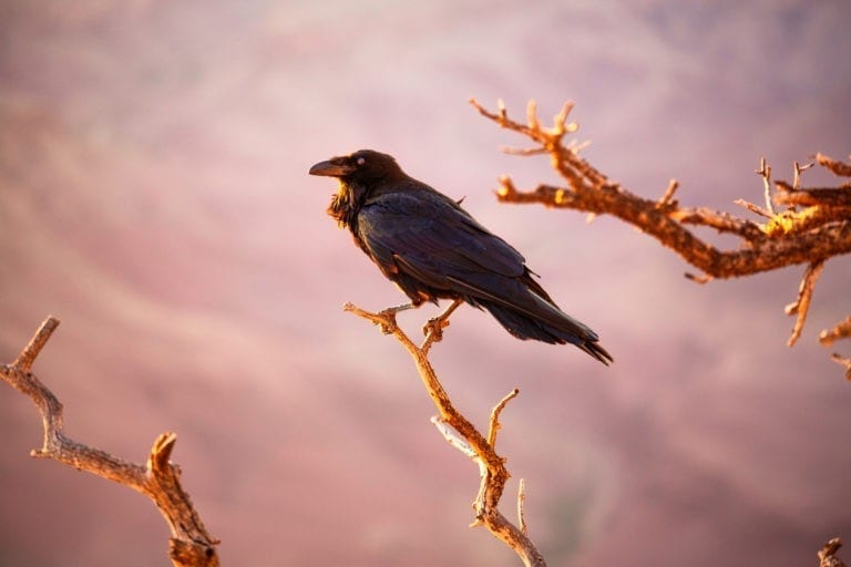 Raven Symbolism and Raven Meaning on Whats-Your-Sign
