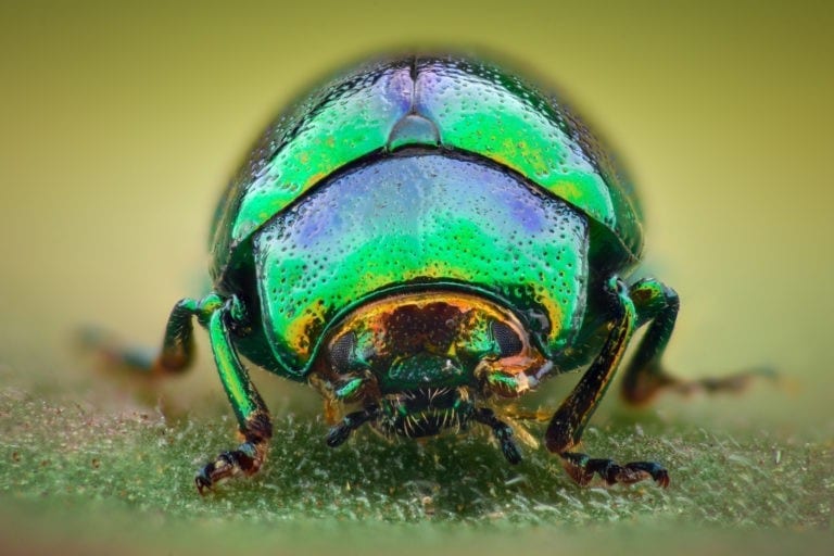 Digging Into Symbolic Beetle Meaning on Whats-Your-Sign