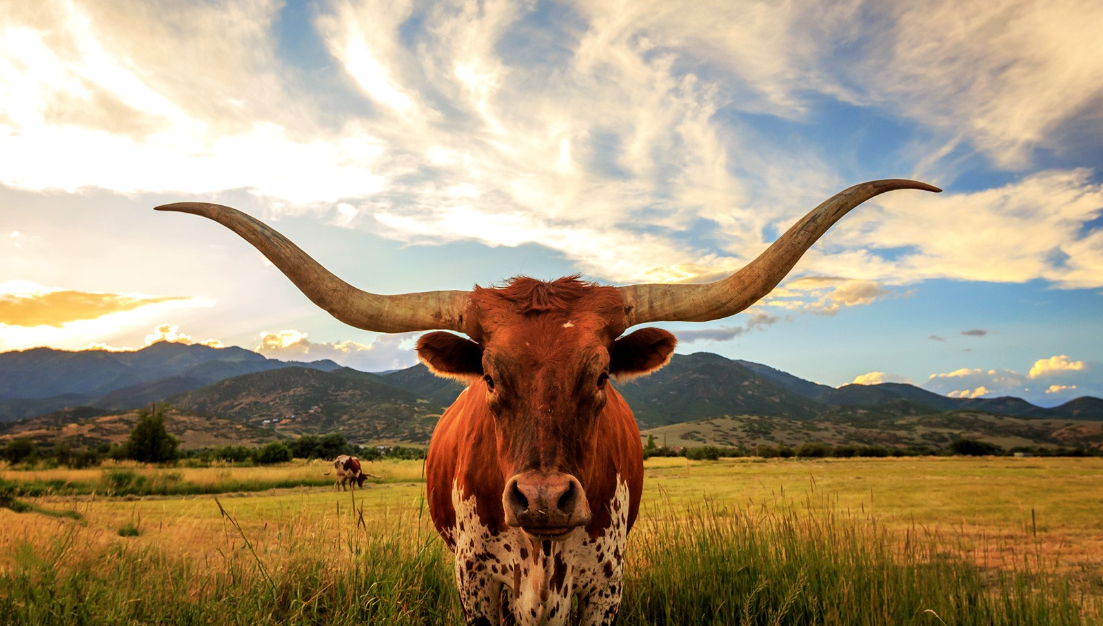 Meaningful Bull Symbols On Whats Your Sign Meaningful Bull Symbols On Whats Your Sign