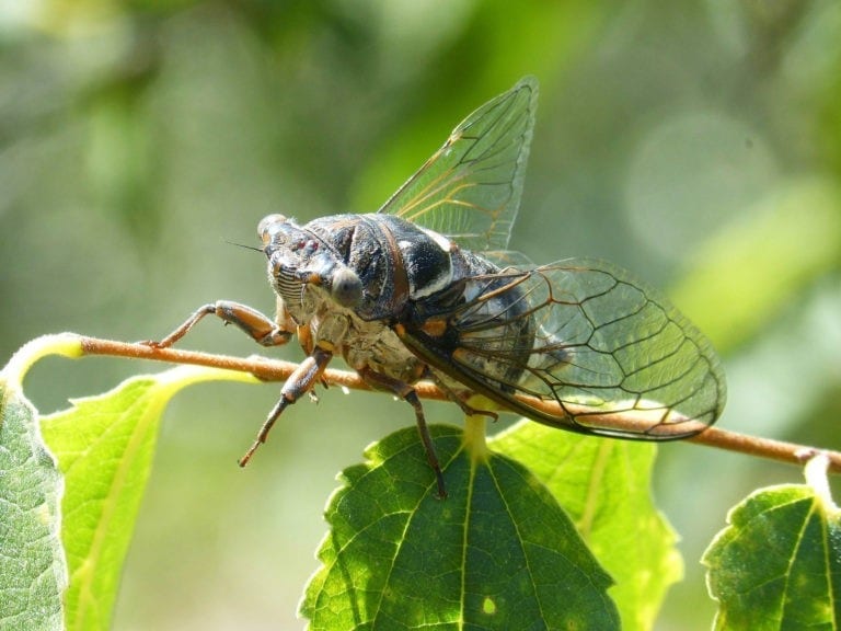 Flying Into Symbolic Cicada Meaning on Whats-Your-Sign