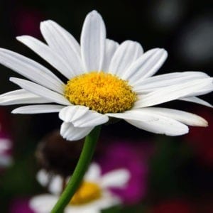 Symbolic Meaning of the Daisy | Deep Insights About the Daisy in Myth ...