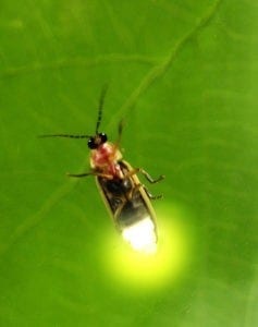 Symbolic Meaning of the Firefly on Whats-Your-Sign.com