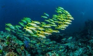 Swimming Into Symbolic Meanings of Fish on Whats-Your-Sign