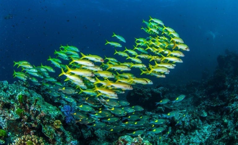 Swimming Into Symbolic Meanings of Fish on Whats-Your-Sign