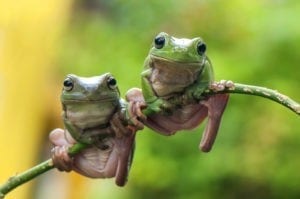 Frog Meaning in Myth and Lore | Frog Guidance and Wisdom | by Avia on ...