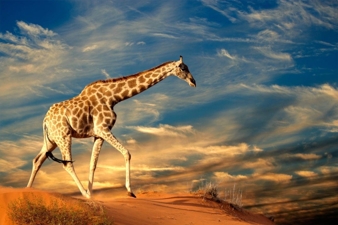 Symbolic Meaning of the Giraffe on Whats-Your-Sign